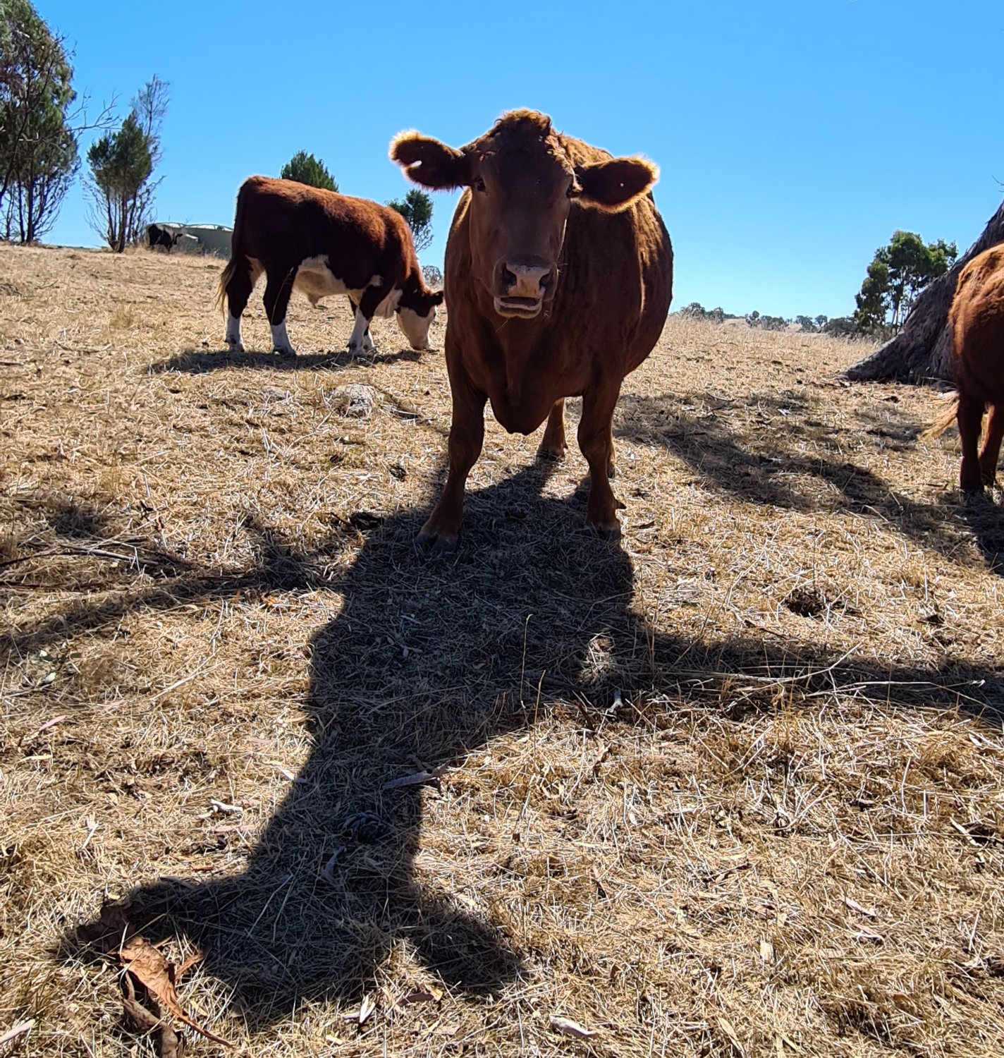 Solve Oscar the Cow jigsaw puzzle online with 400 pieces