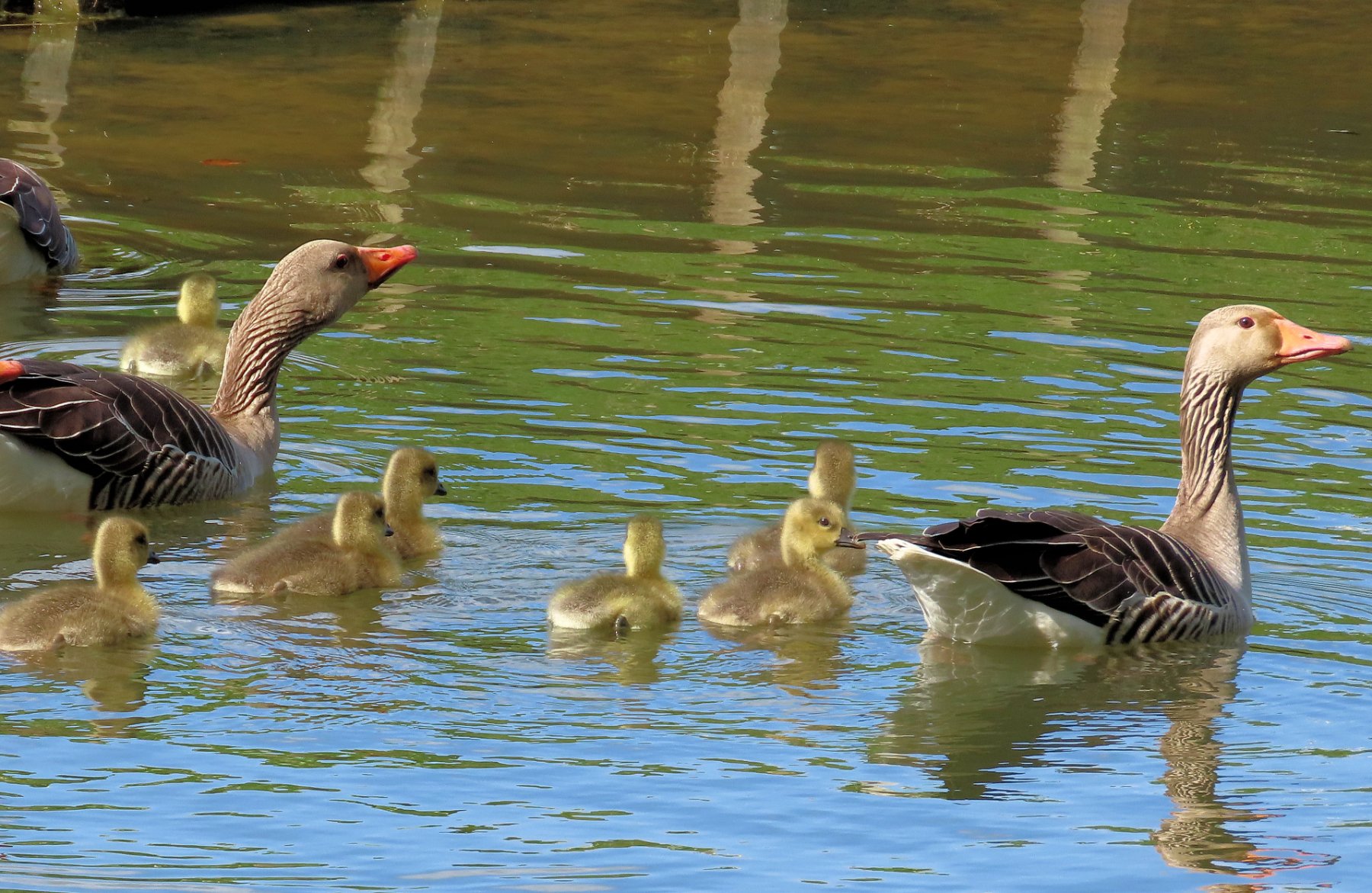 Solve Greylag family (grauwe gans familie) jigsaw puzzle online with 54 ...