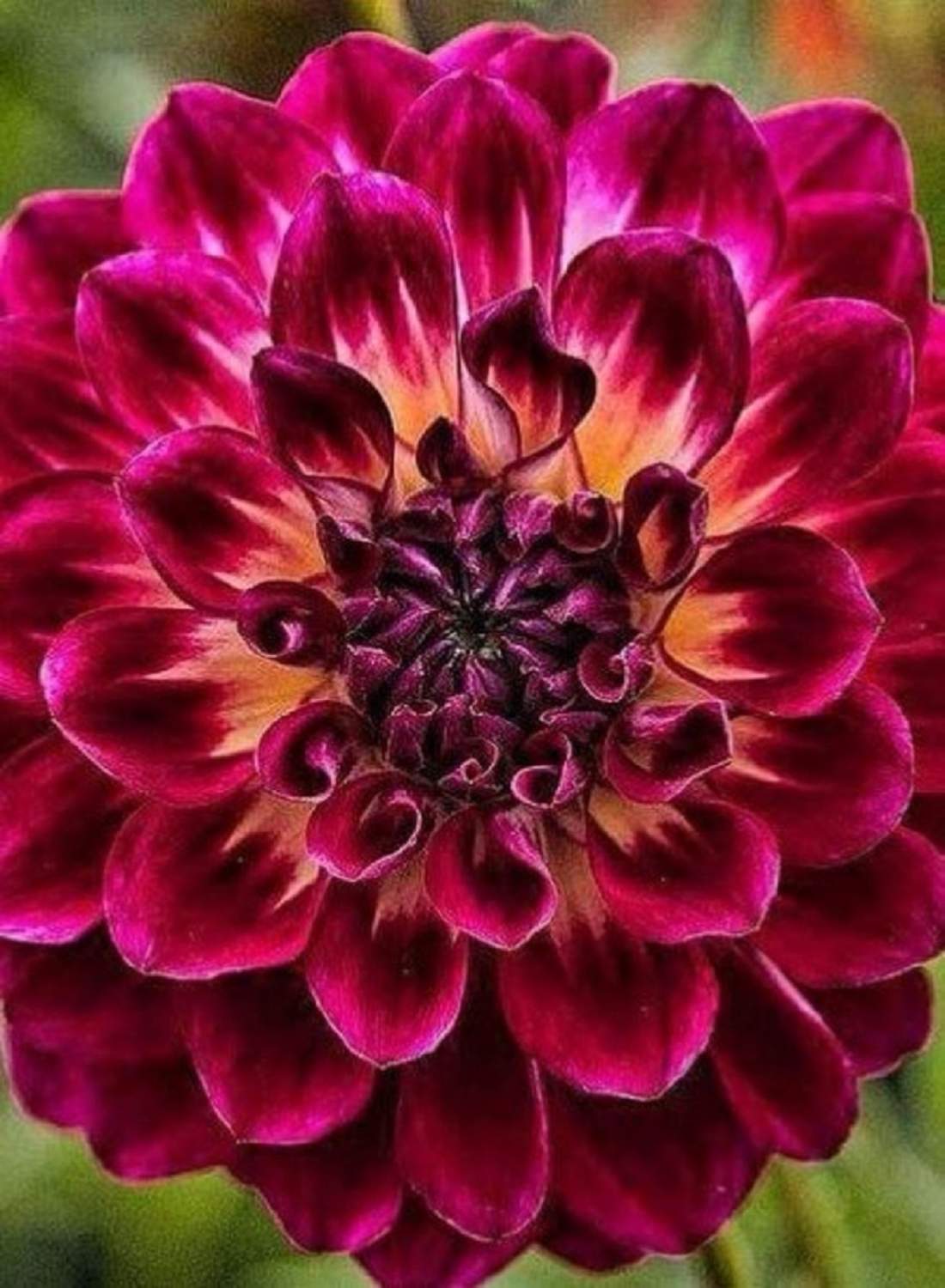 Jigsaw Puzzle | 450 pieces | Dahlia Flower | Jigidi