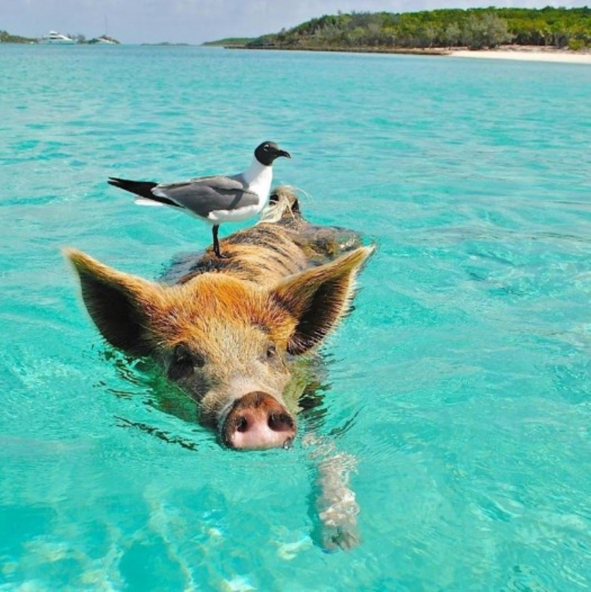 Jigsaw Puzzle | 36 pieces | Swimming Pig and Seagull | Jigidi