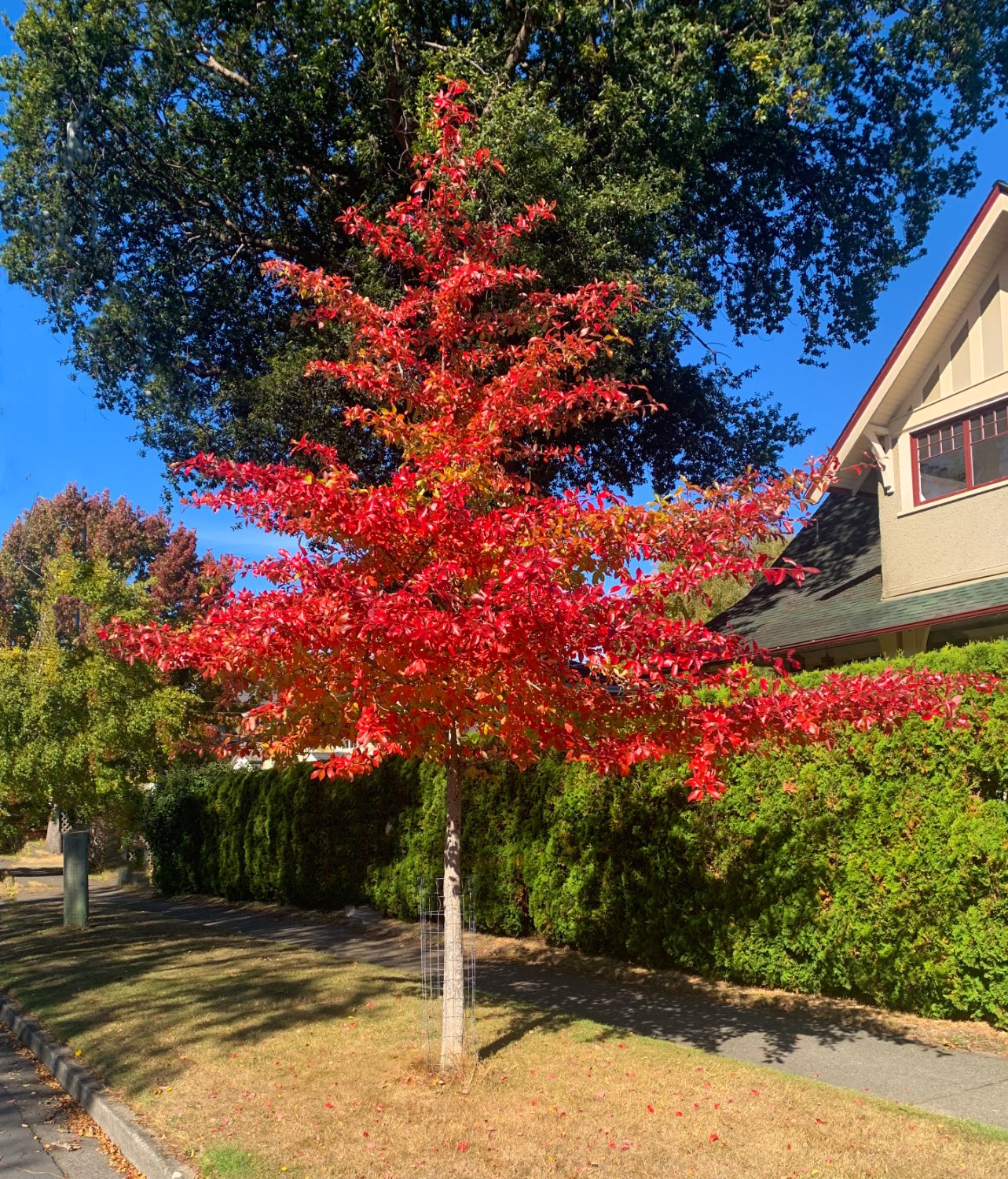 Solve A really nice tree with attractive fall foliage on a Victoria BC ...