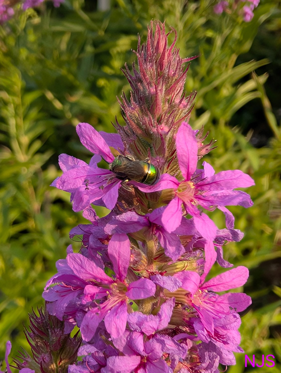 Solve Sweet Bee on Purple Loose Strife (med) jigsaw puzzle online with ...