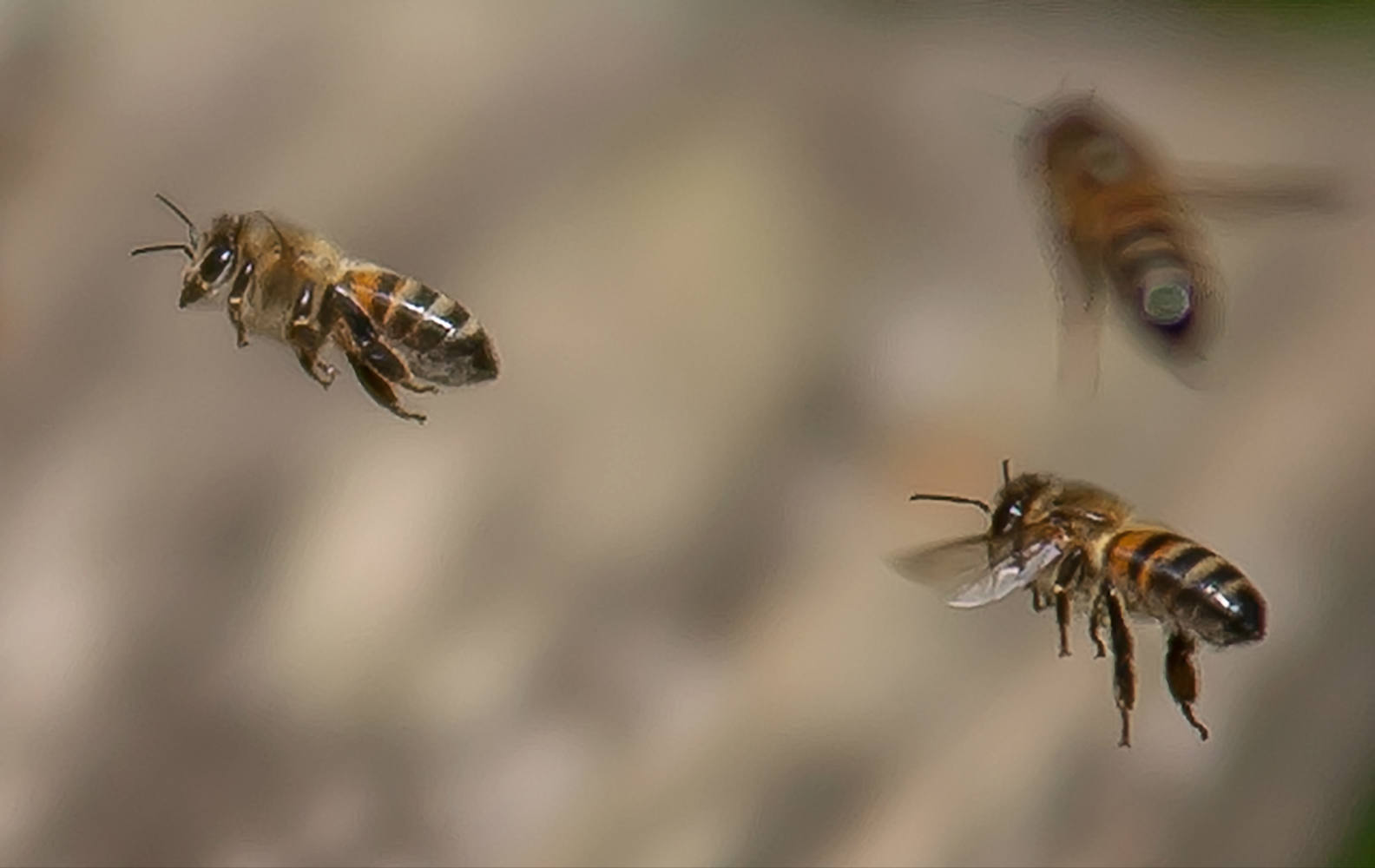 Solve Bee free jigsaw puzzle online with 160 pieces