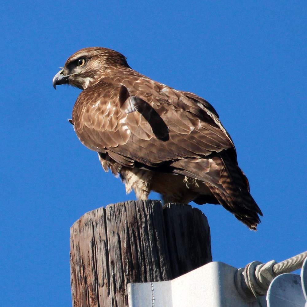 Solve Red-tailed Hawk, Grand Avenue Bridge, Del Mar, California jigsaw ...