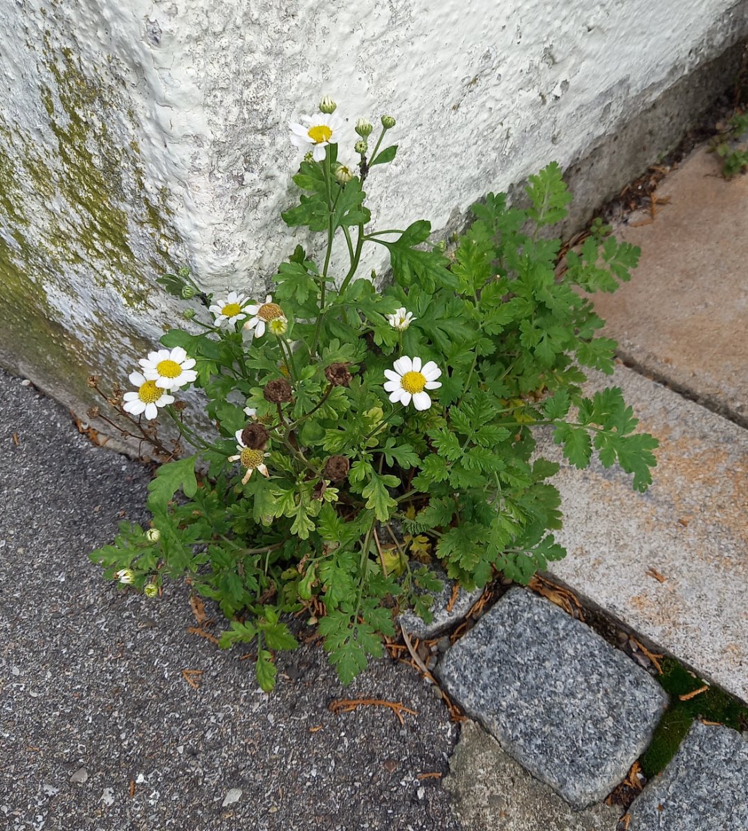 Solve Urban Biodiversity jigsaw puzzle online with 30 pieces