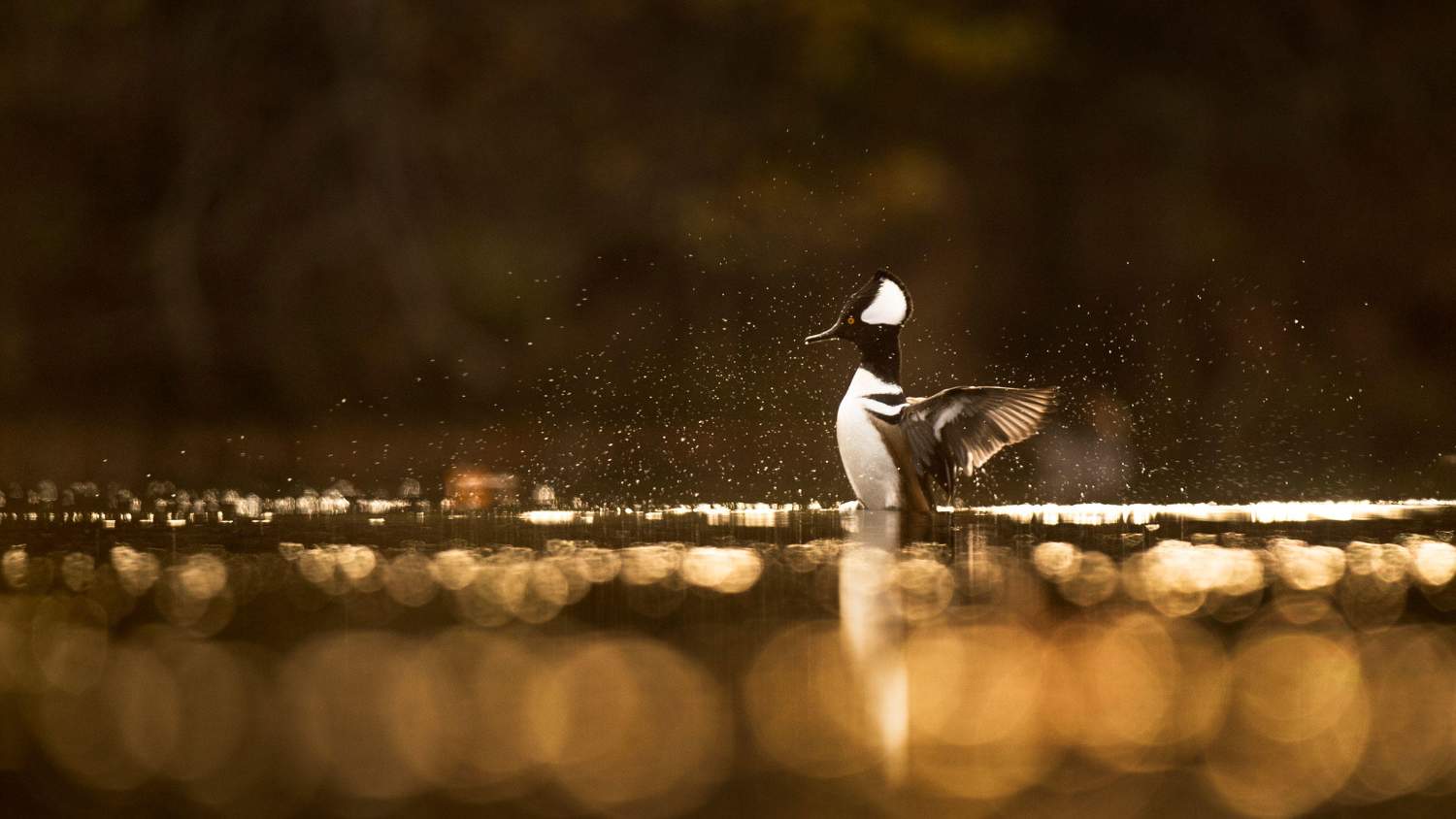 Solve Hooded Merganser photo by Raymond Hennessy-Audubon Photography ...