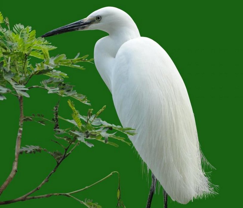 Solve "Egret" jigsaw puzzle online with 56 pieces
