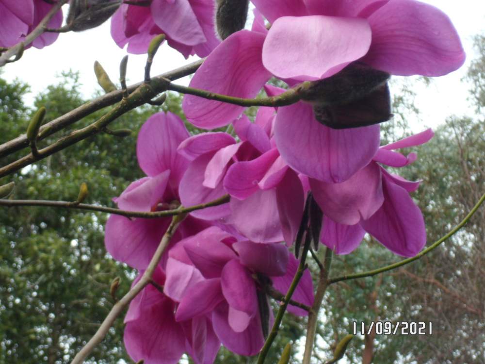 Jigsaw Puzzle | 12 pieces | Pink Magnolia closer | Jigidi