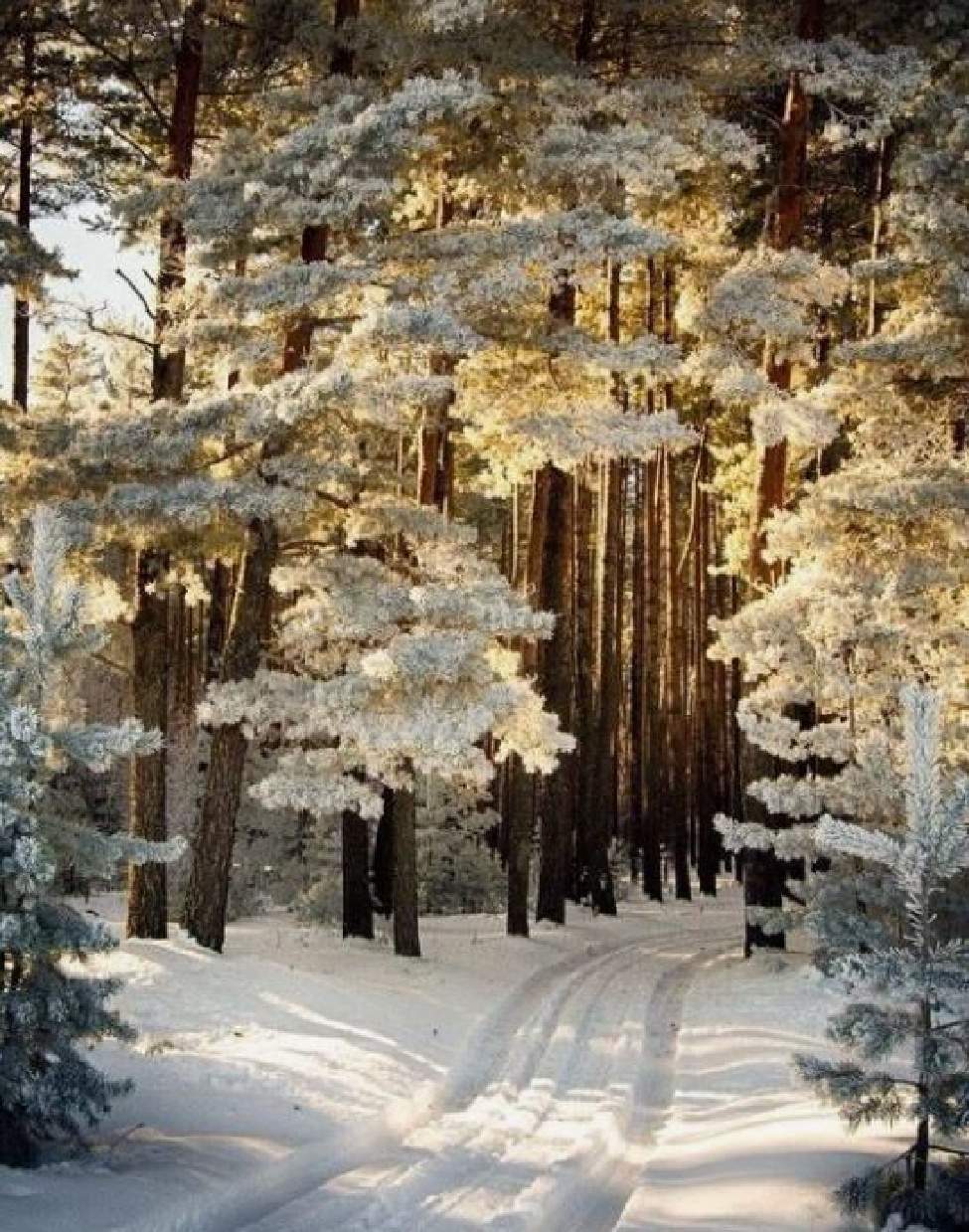 Solve Buttered Popcorn Trees jigsaw puzzle online with 208 pieces