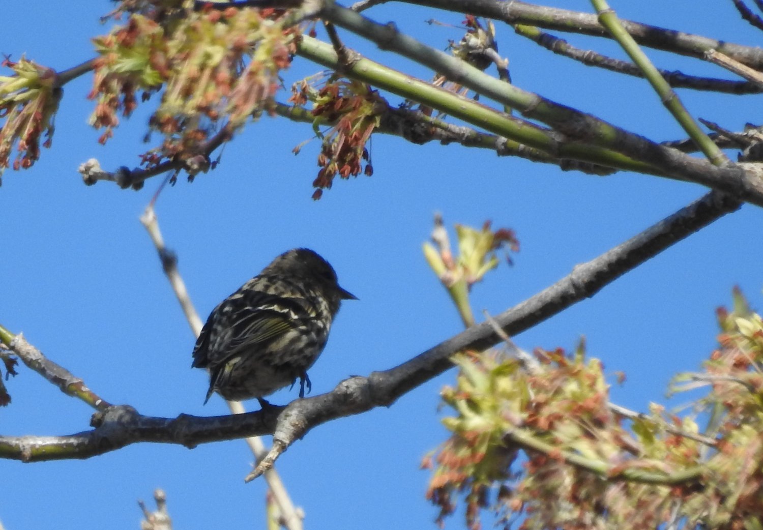 Solve ID? jigsaw puzzle online with 12 pieces