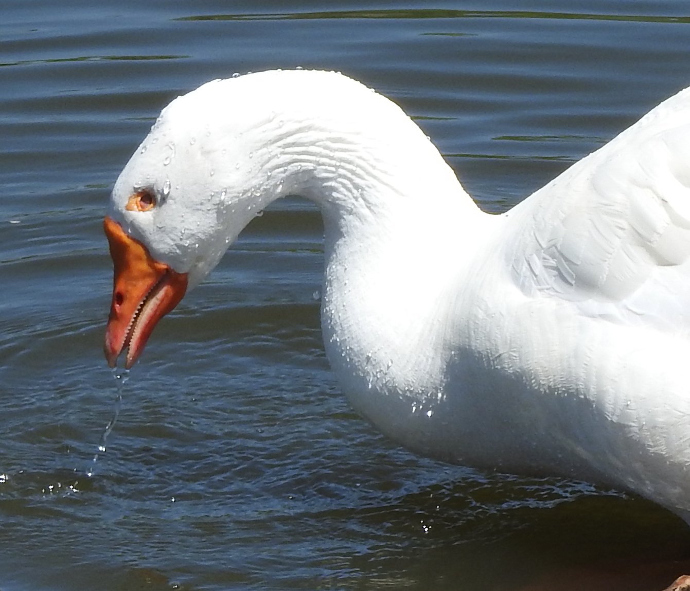 Solve I love the "teeth"! :-) jigsaw puzzle online with 72 pieces