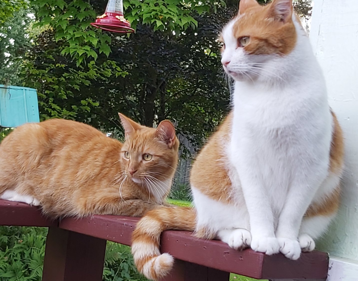 Solve Mango and his mom jigsaw puzzle online with 12 pieces