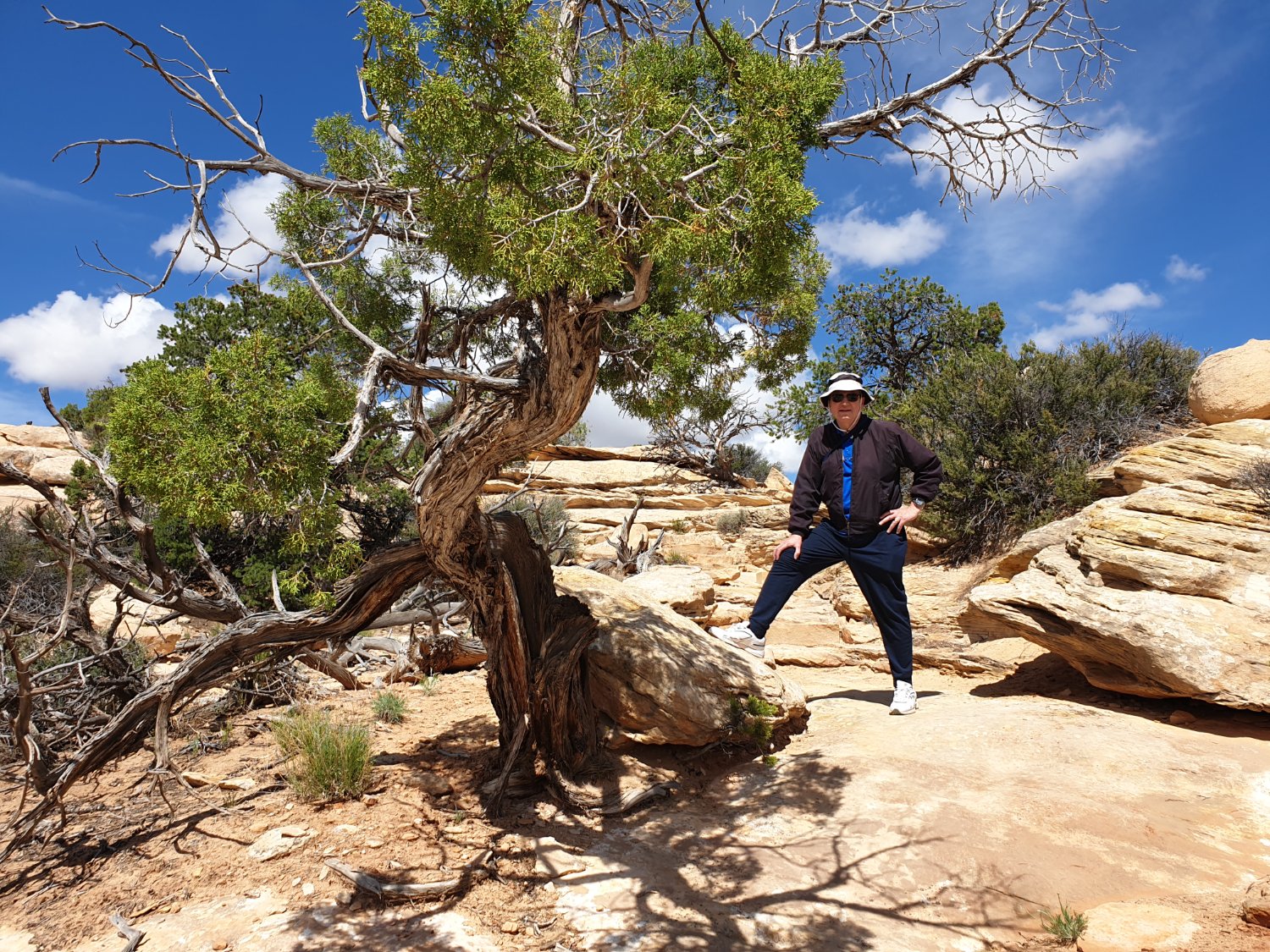 Solve Twisted Pine jigsaw puzzle online with 20 pieces