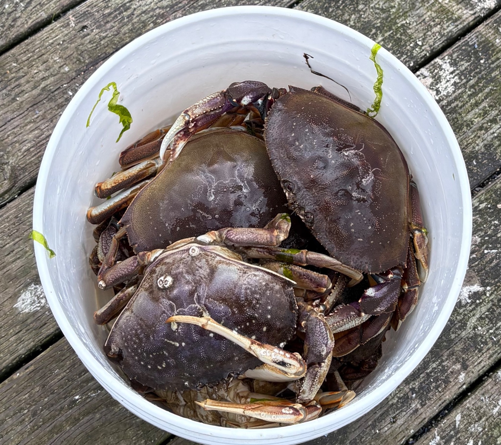 Solve Bucket of crabs - dungeness jigsaw puzzle online with 132 pieces