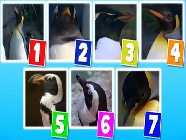 Solve seven penguins jigsaw puzzle online with 12 pieces