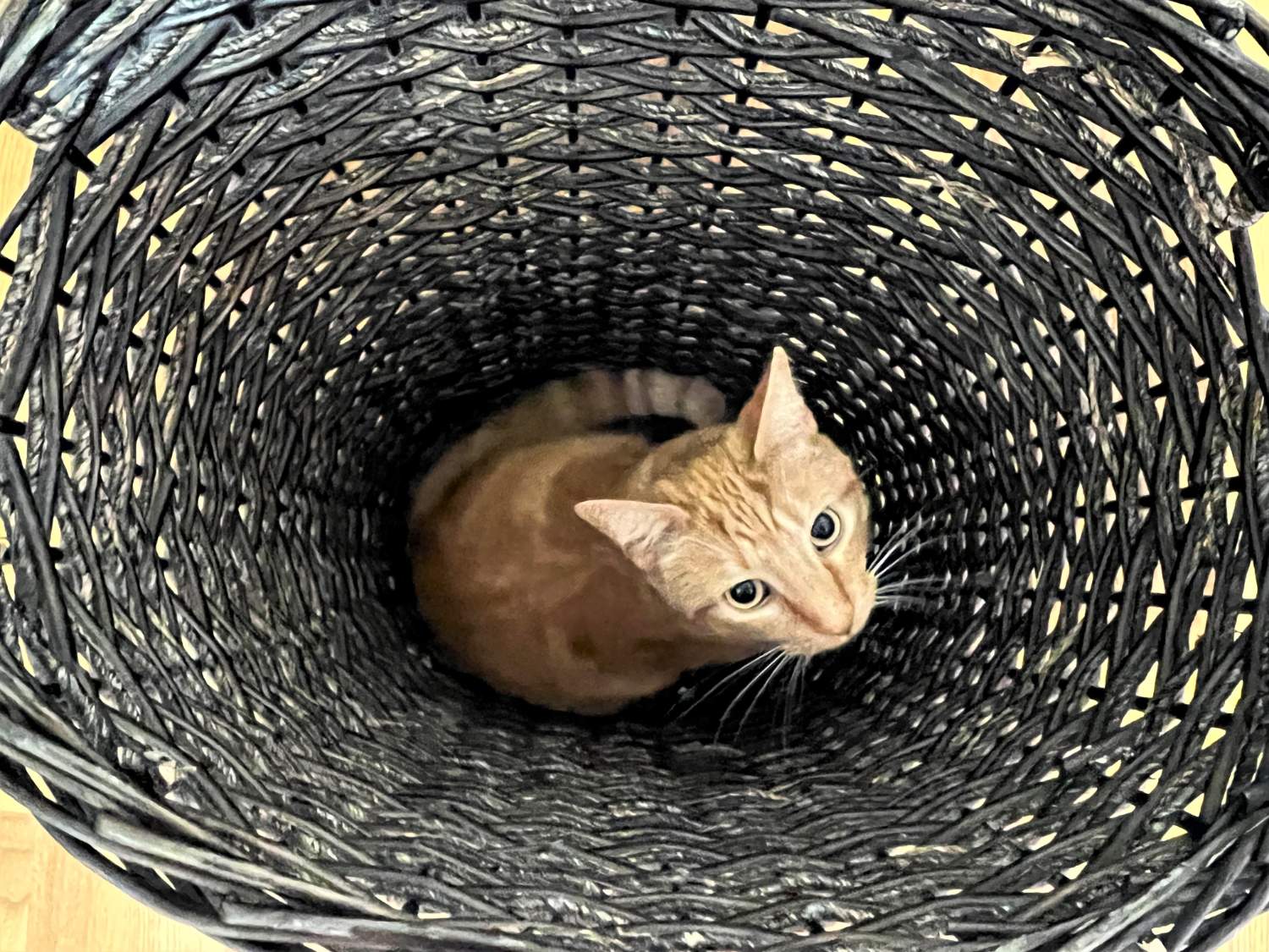 Solve Hello up there! jigsaw puzzle online with 80 pieces