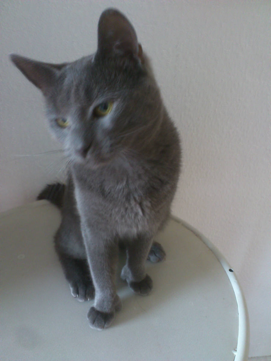 Solve Jan my sweet cat's son Eminem jigsaw puzzle online with 154 pieces