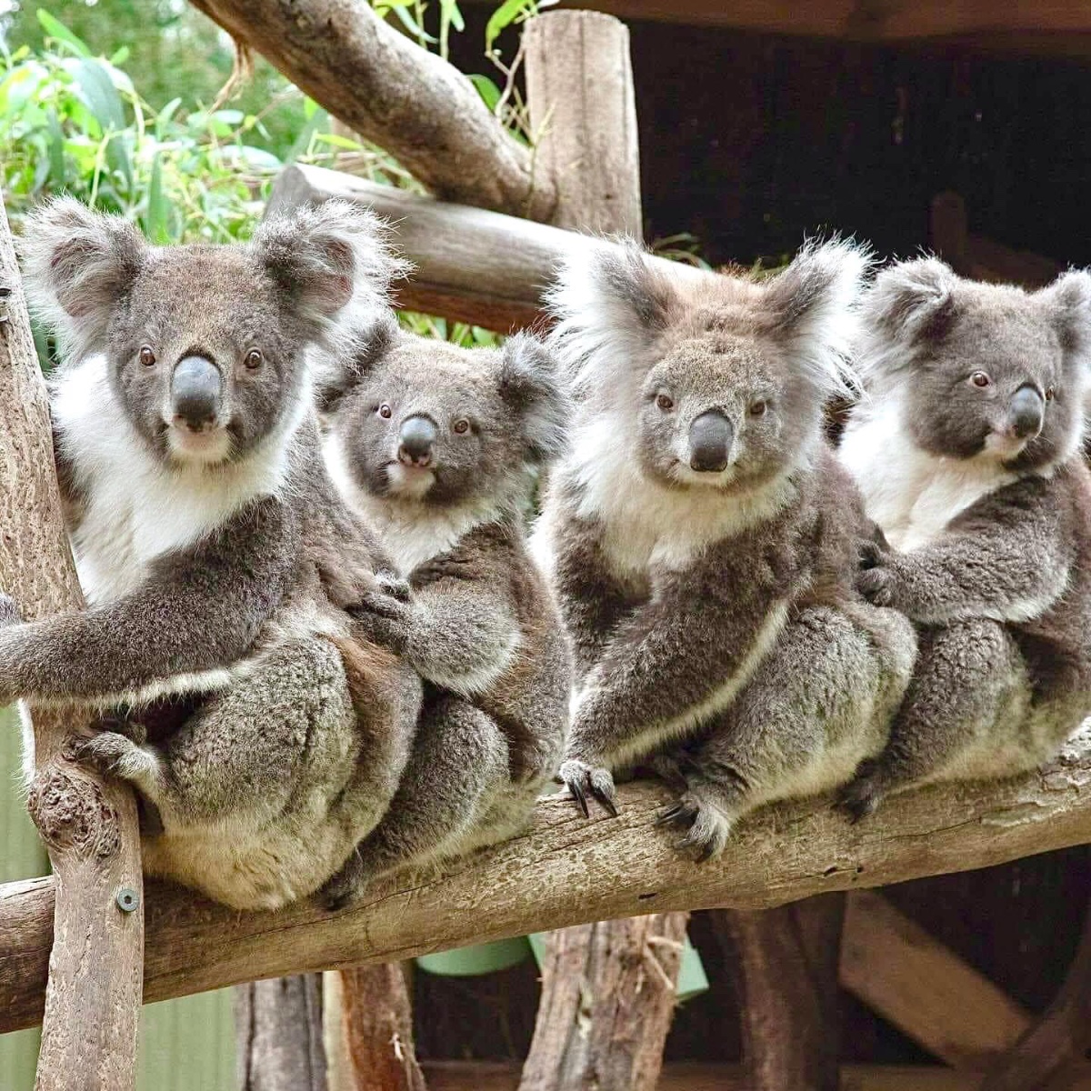 Solve Looking for mischief! jigsaw puzzle online with 36 pieces