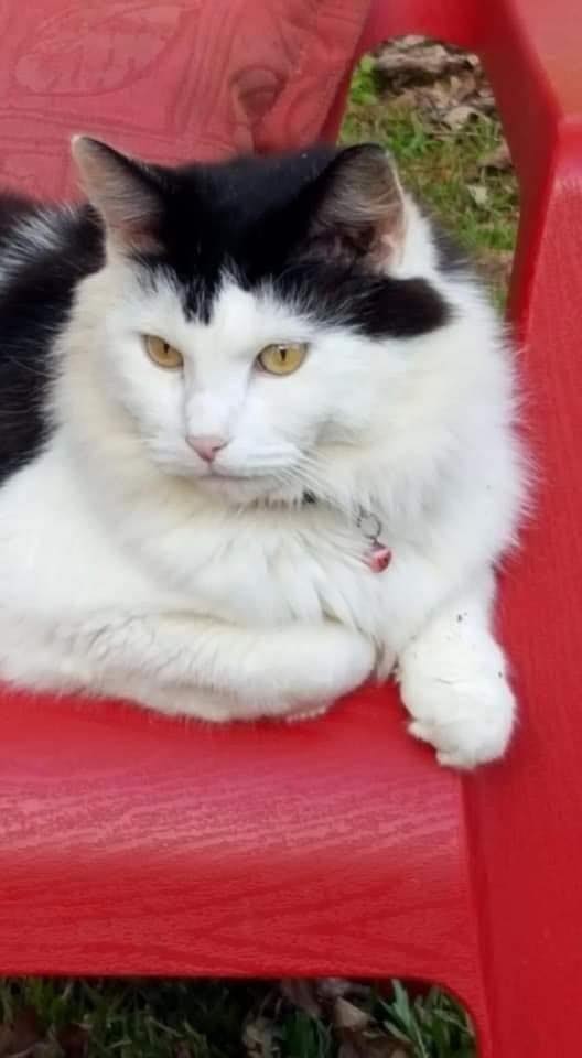 Solve Biscuit the cat jigsaw puzzle online with 15 pieces