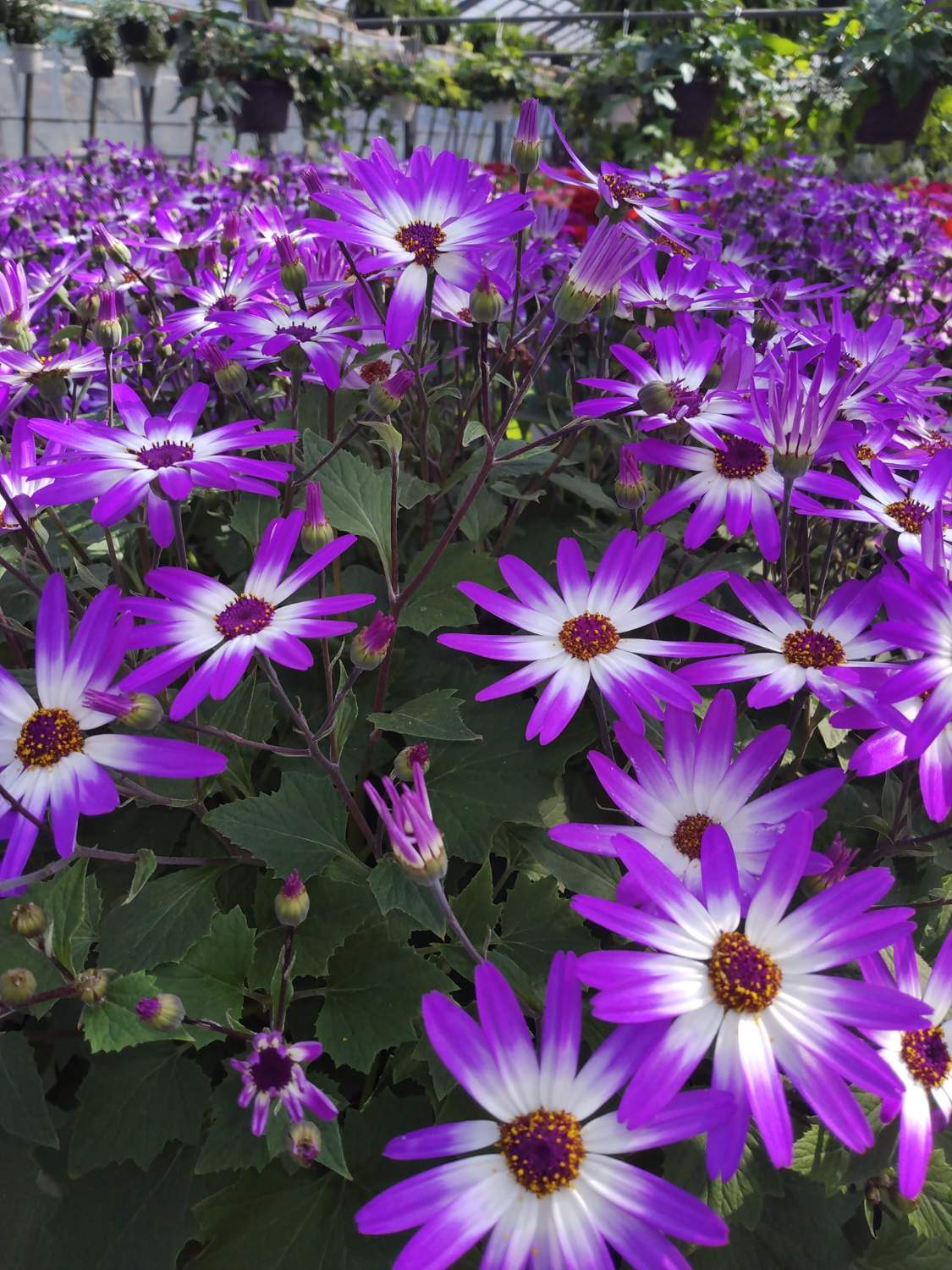 Jigsaw Puzzle | Flowers At Ott's | 130 pieces | Jigidi