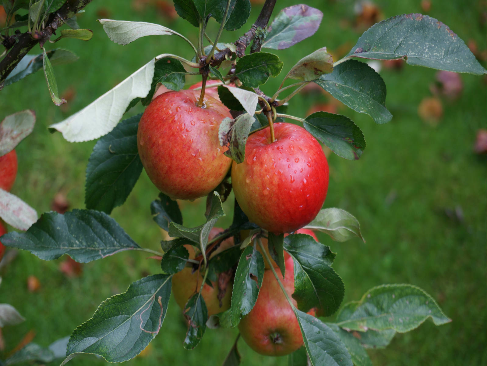 Solve apples jigsaw puzzle online with 540 pieces