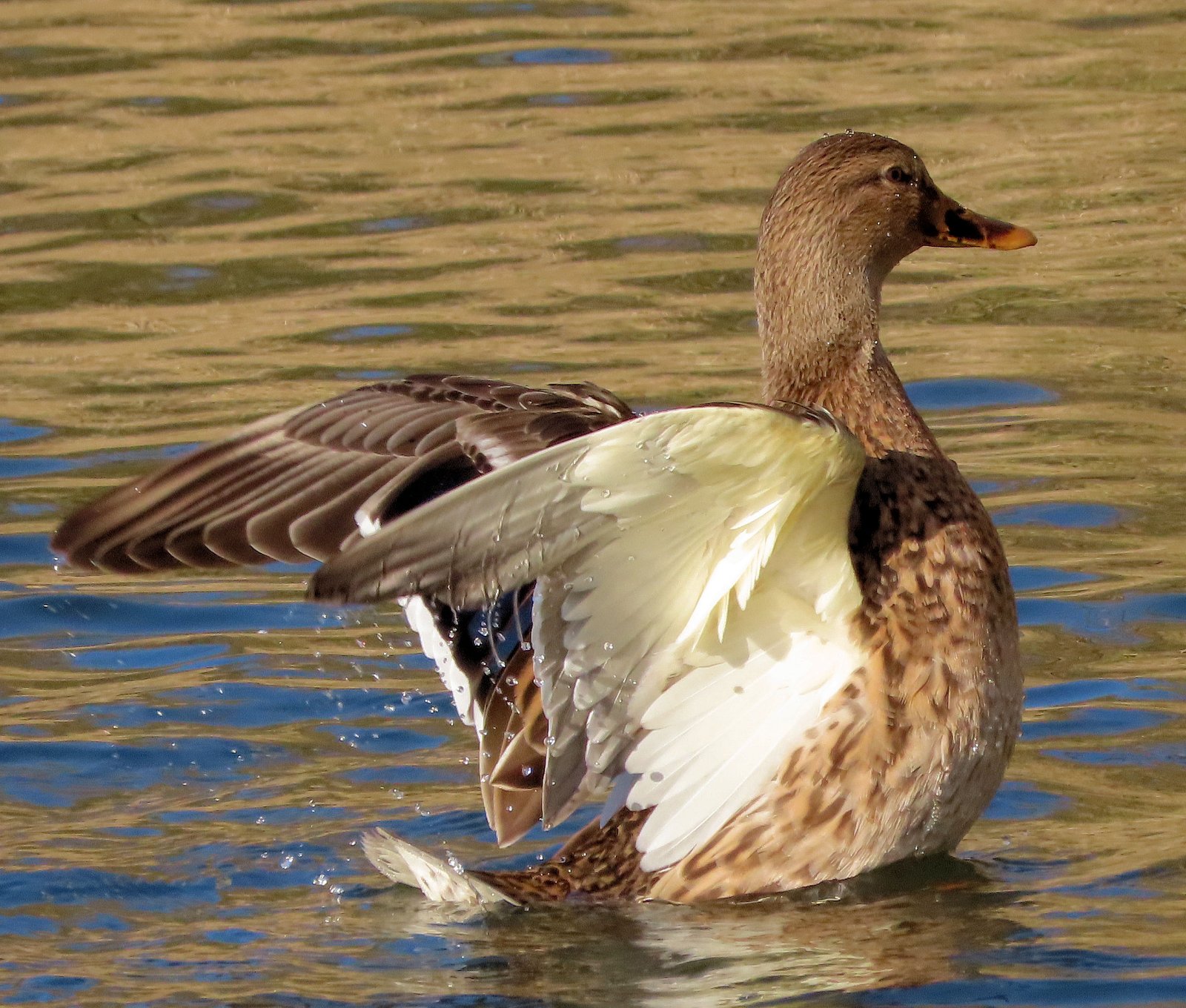Solve bathing female mallard jigsaw puzzle online with 56 pieces