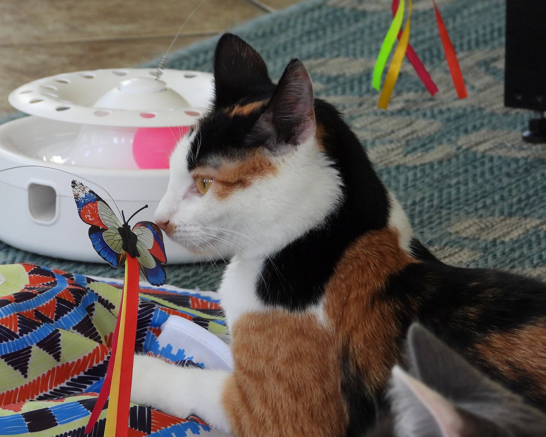 Solve Are you real or just another dumb toy? jigsaw puzzle online with ...
