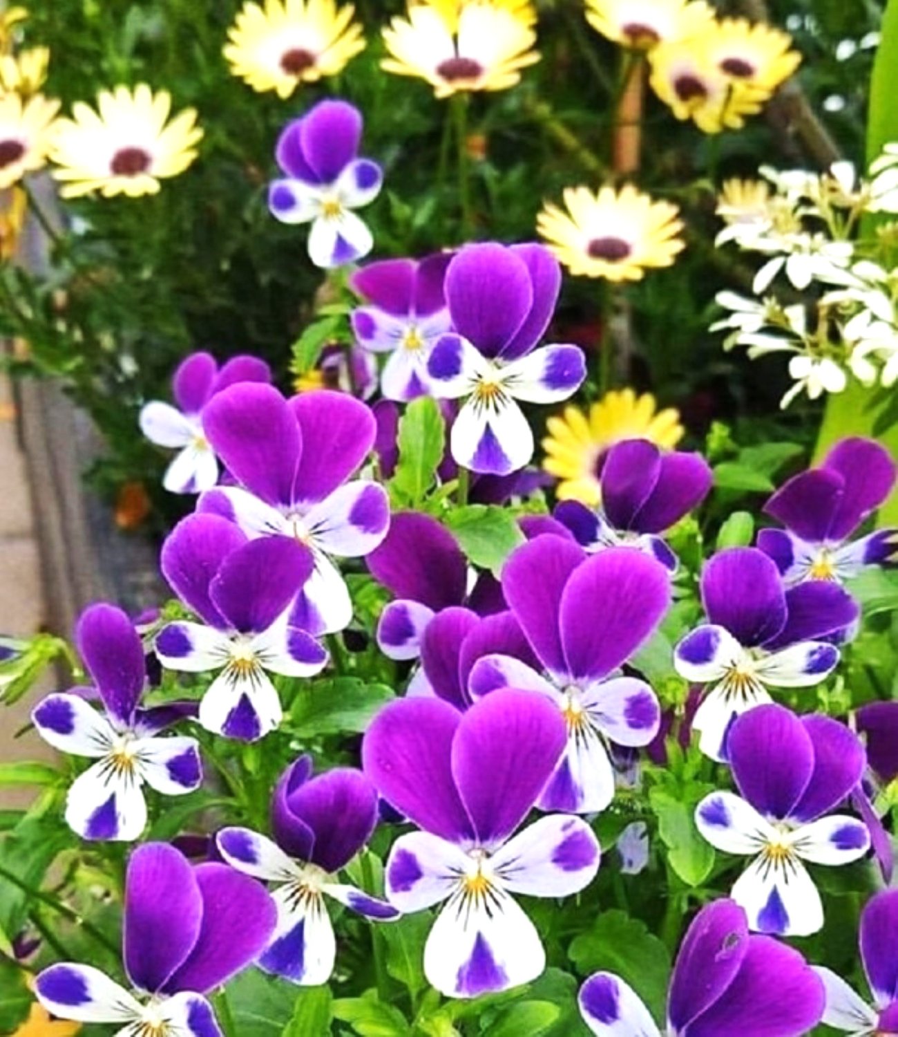 Solve Unknown Flower jigsaw puzzle online with 143 pieces