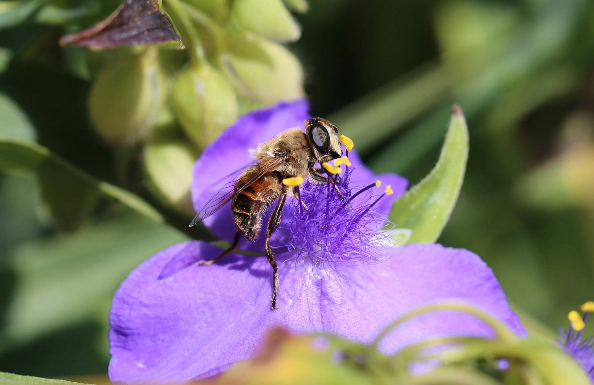 Solve busy bee small jigsaw puzzle online with 308 pieces