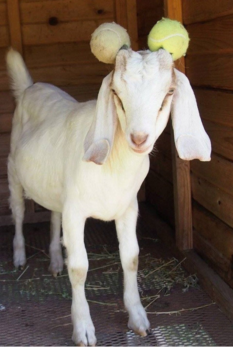 Solve Naughty Goat jigsaw puzzle online with 96 pieces