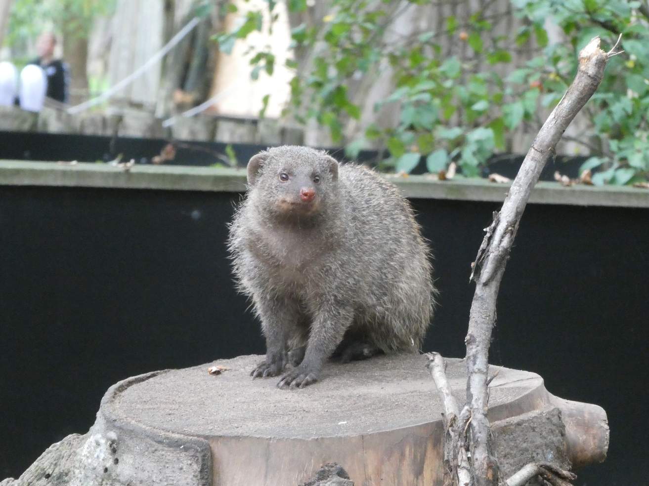 Solve Visiting Ouwehands Dierenpark, Zoo, Rhenen. Nov. 2022 jigsaw puzzle online with 30 pieces