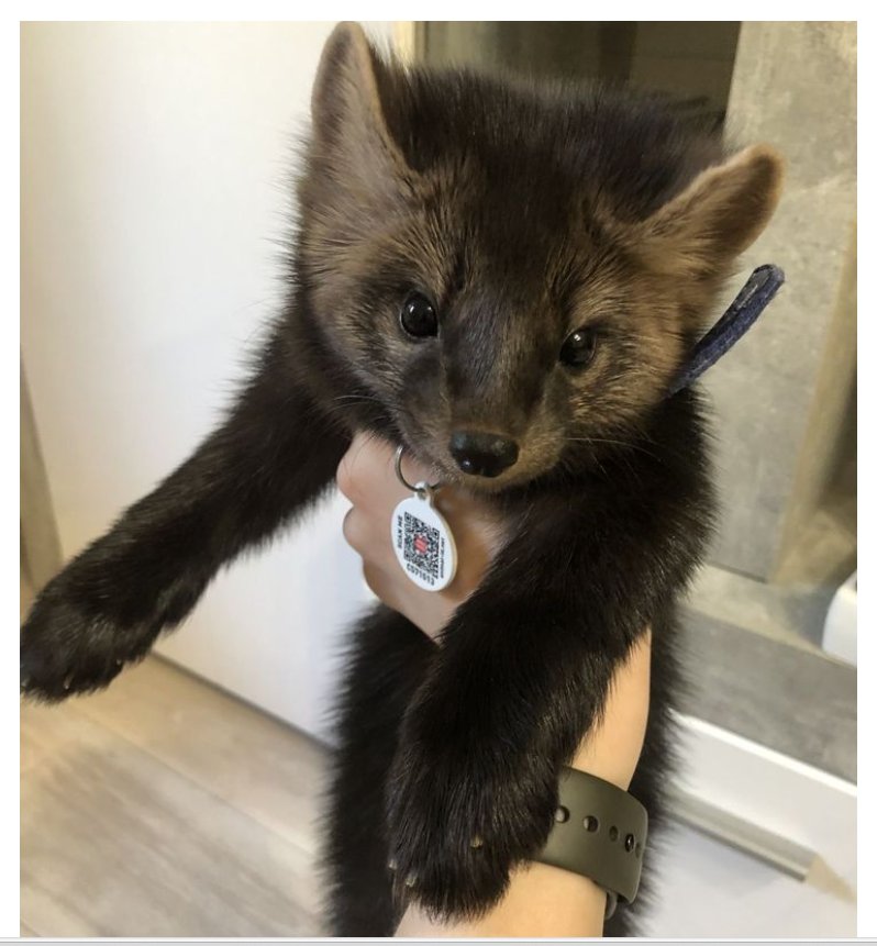 Solve A Sable Pine Martin - Beautiful! jigsaw puzzle online with 16 pieces