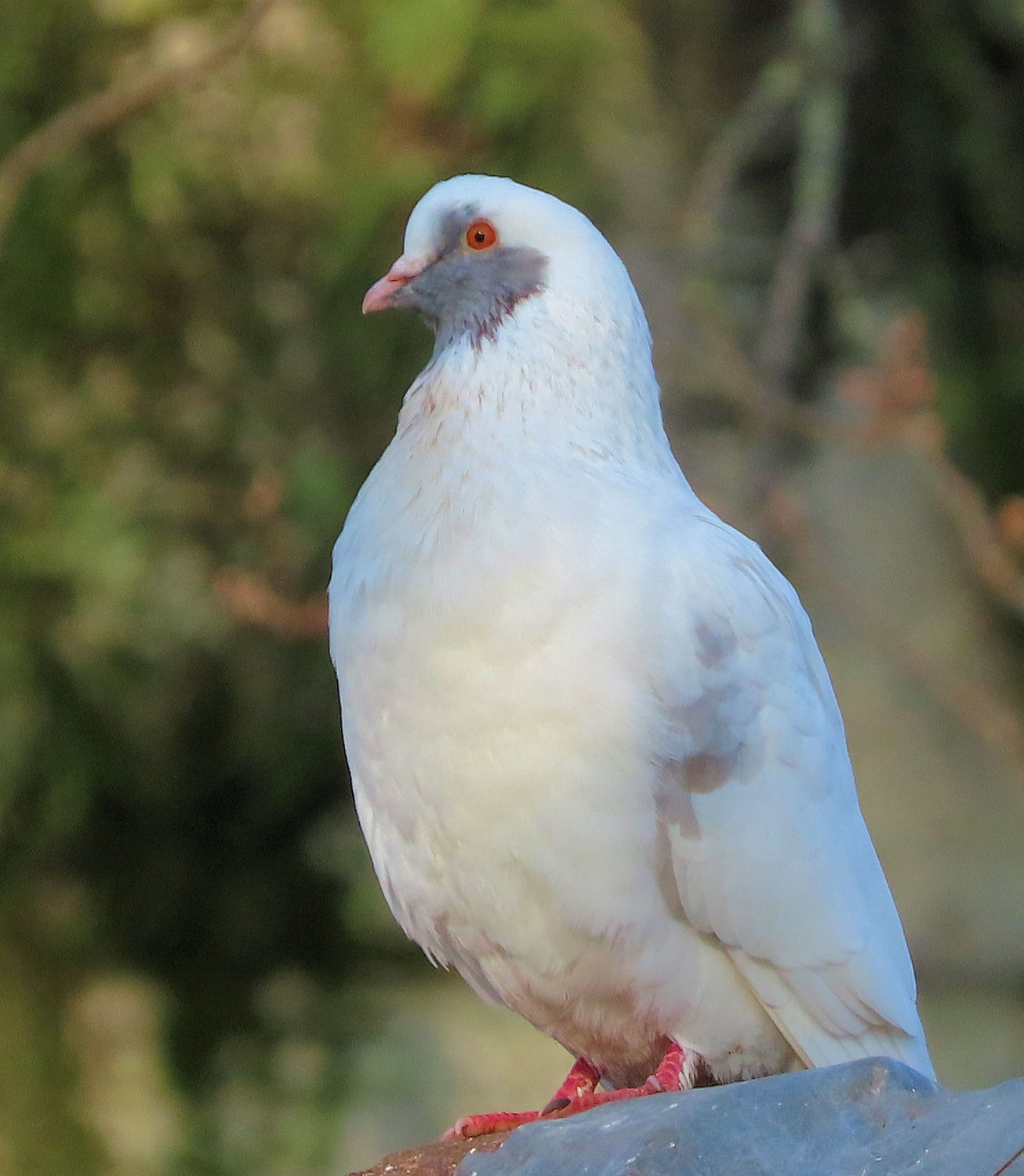 Solve fancy pigeon (sierduif) jigsaw puzzle online with 56 pieces