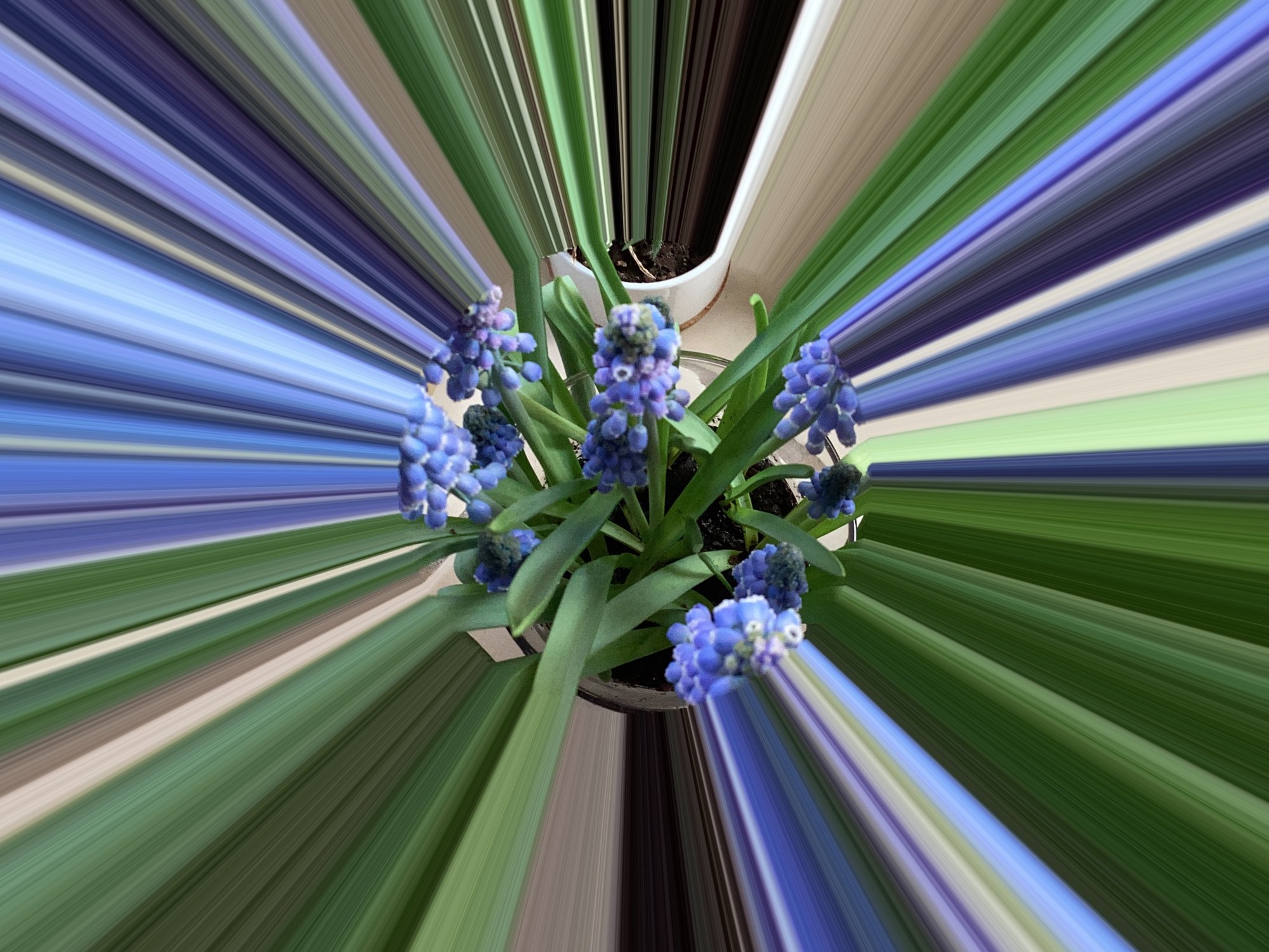 Solve Flower Pop jigsaw puzzle online with 99 pieces