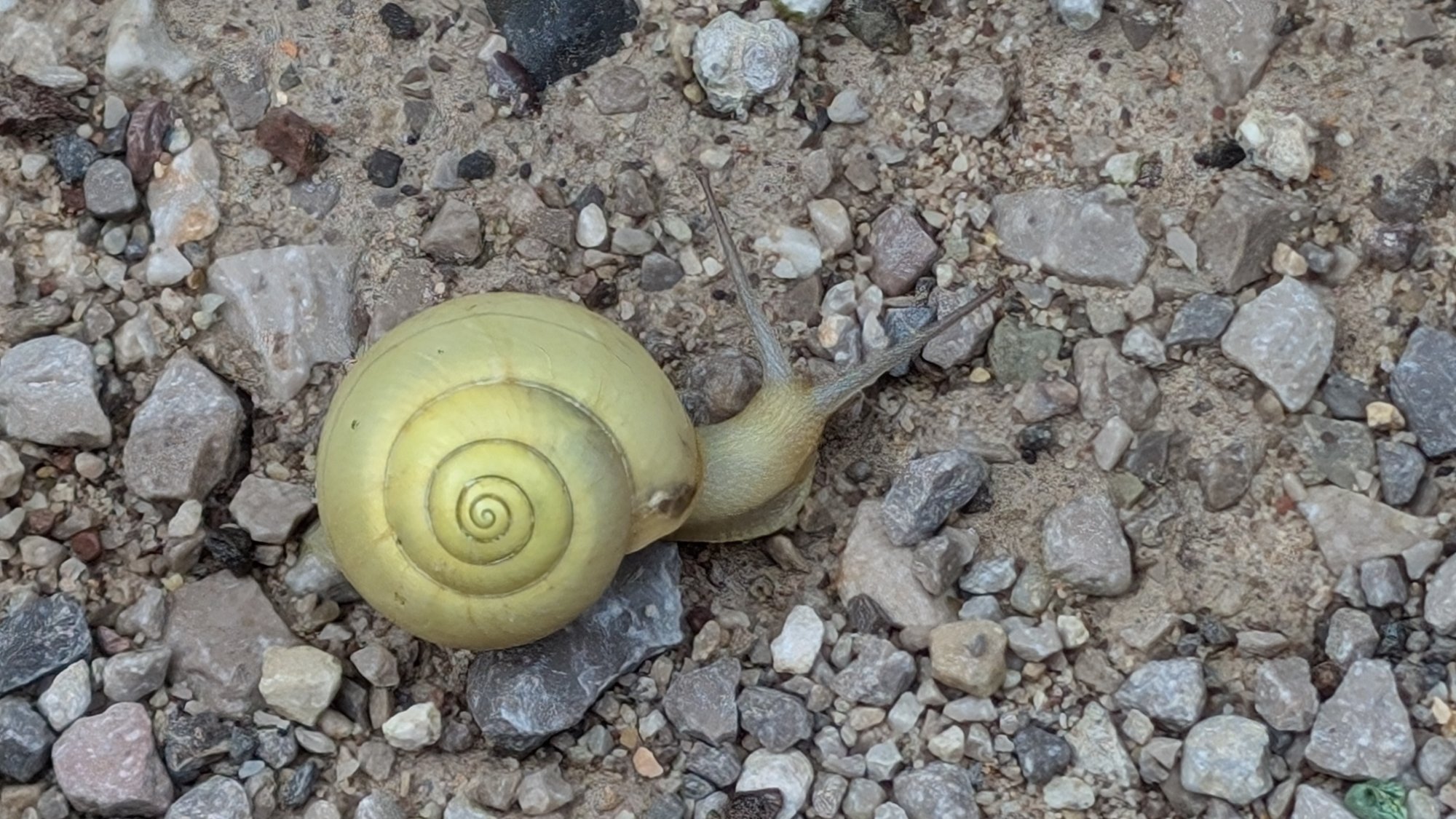 Solve a little detail snail jigsaw puzzle online with 170 pieces