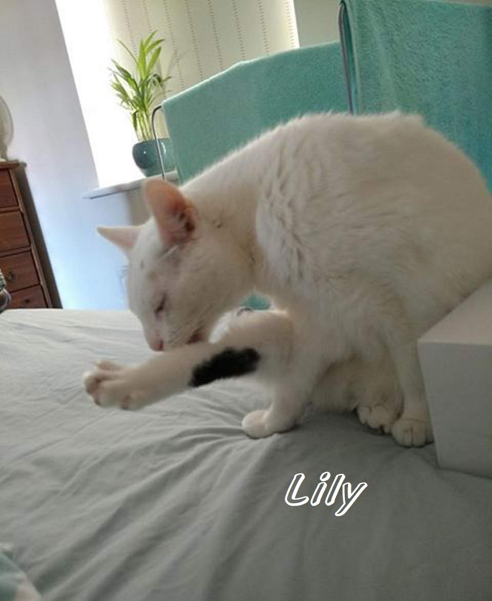 Solve Lily 0211 - Contortionist jigsaw puzzle online with 99 pieces