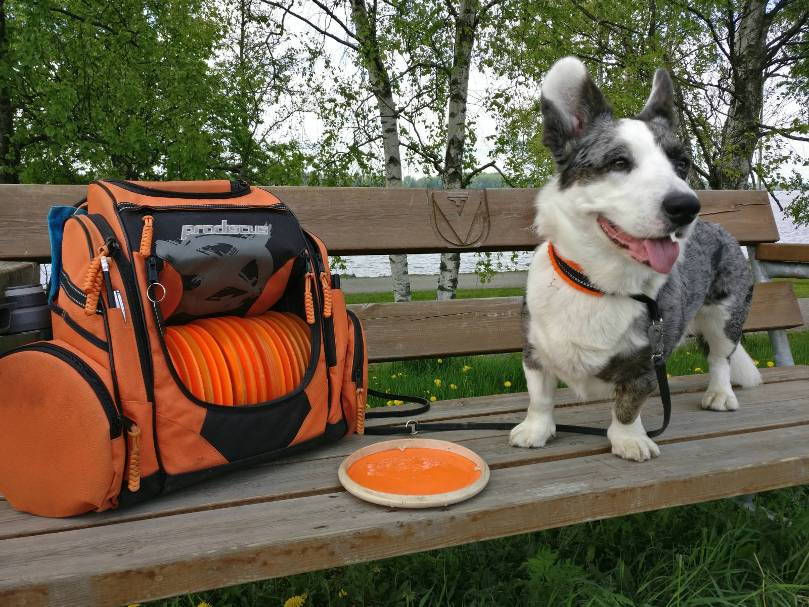 Solve Frisbee jigsaw puzzle online with 540 pieces