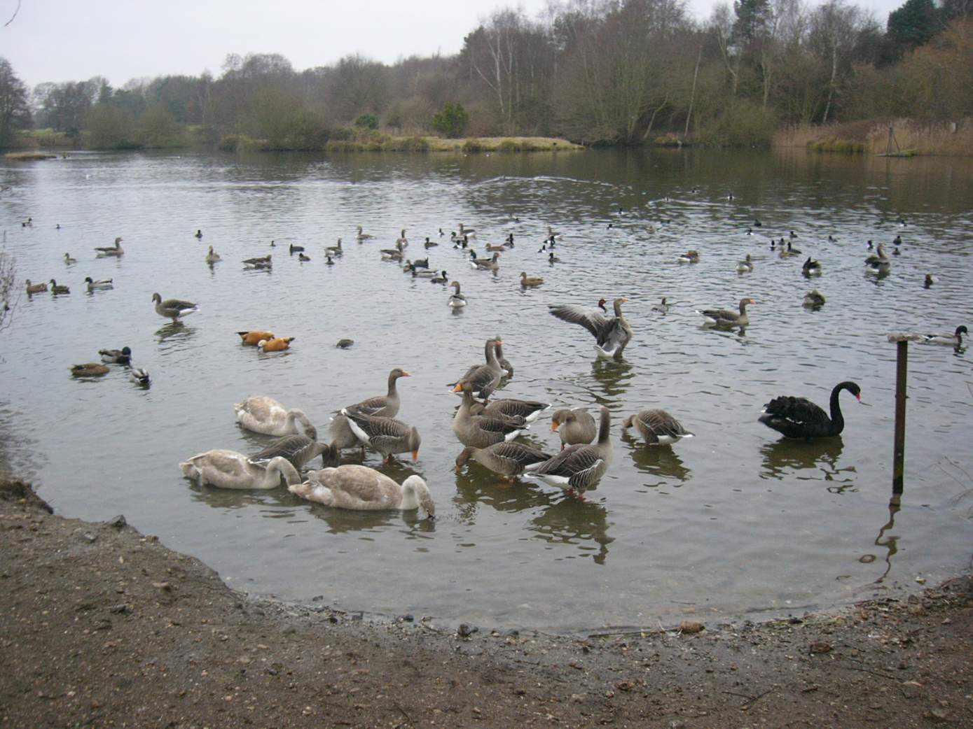 Solve Waterfowl jigsaw puzzle online with 35 pieces