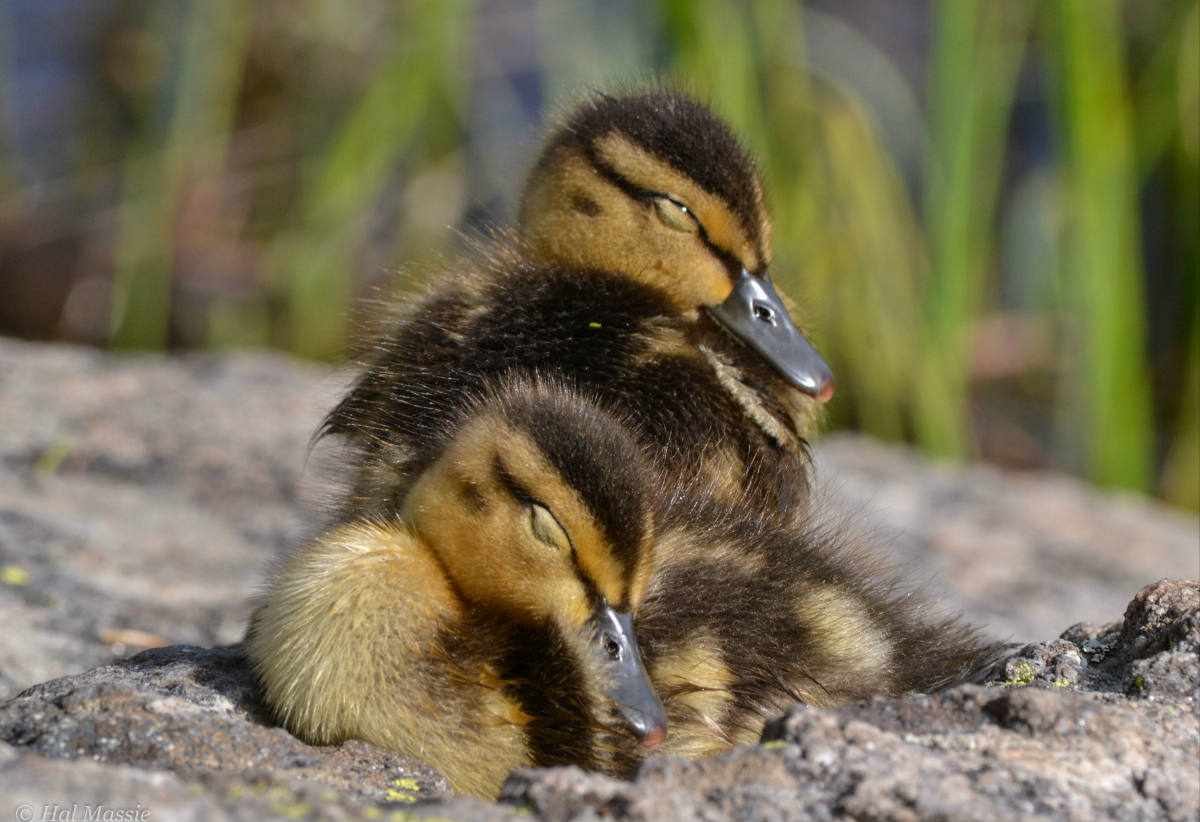 Jigsaw Puzzle | 54 pieces | Sleepy Ducklings | Jigidi