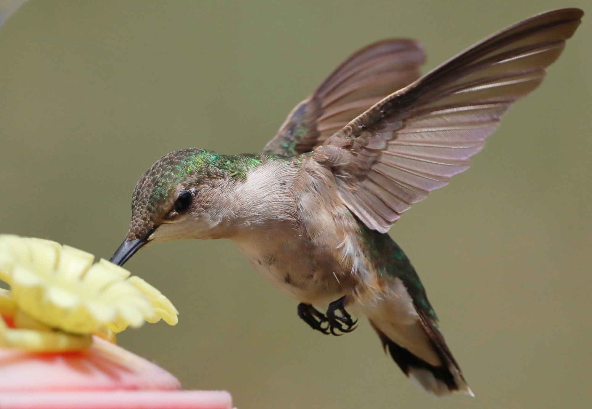 Solve Hummer at Feeder jigsaw puzzle online with 96 pieces