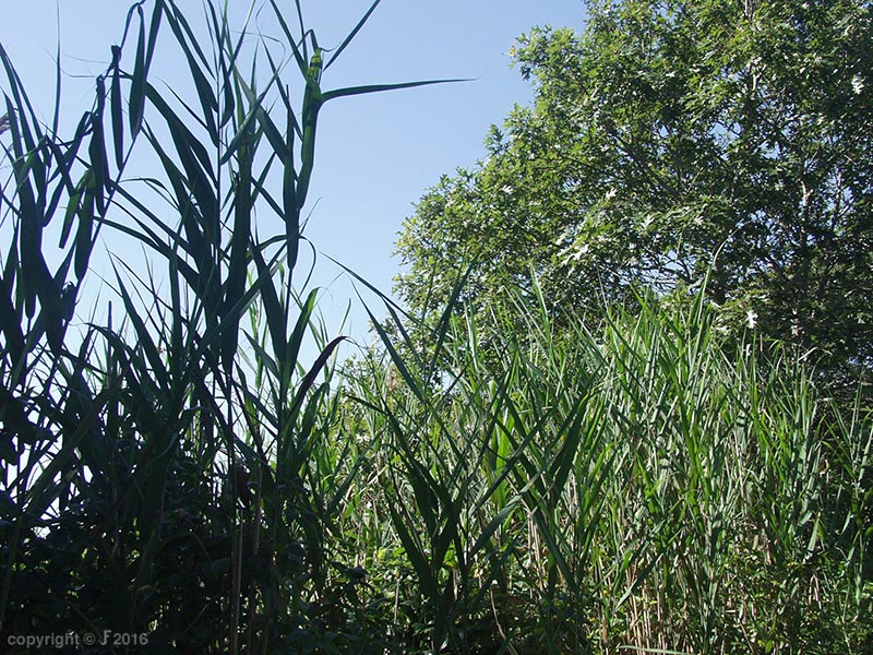 Solve reeds and an oak tree jigsaw puzzle online with 35 pieces