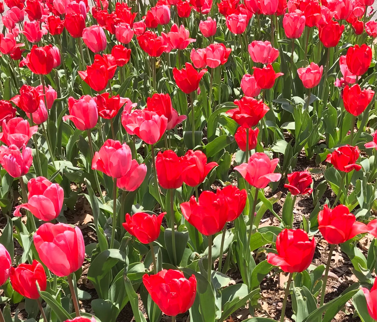 Solve Tulips on a Sunny Day jigsaw puzzle online with 9 pieces