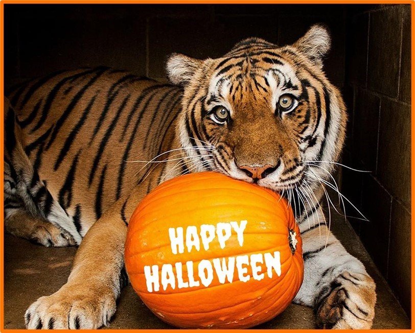 Solve Tigers Love Pumpkins On Halloween! jigsaw puzzle online with 30 ...