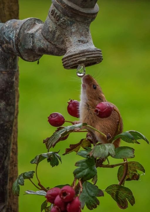 Solve Let those faucets drip ;) jigsaw puzzle online with 70 pieces