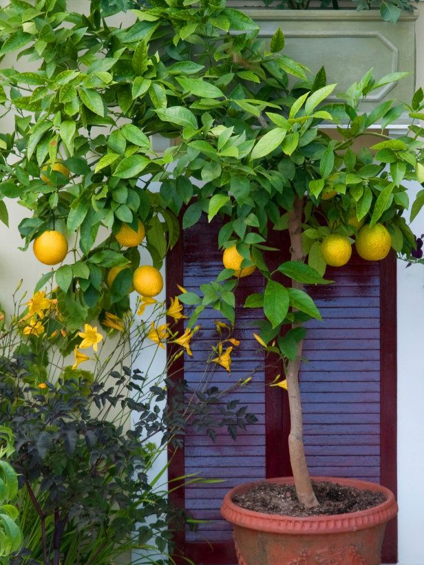 Solve lemon tree jigsaw puzzle online with 130 pieces