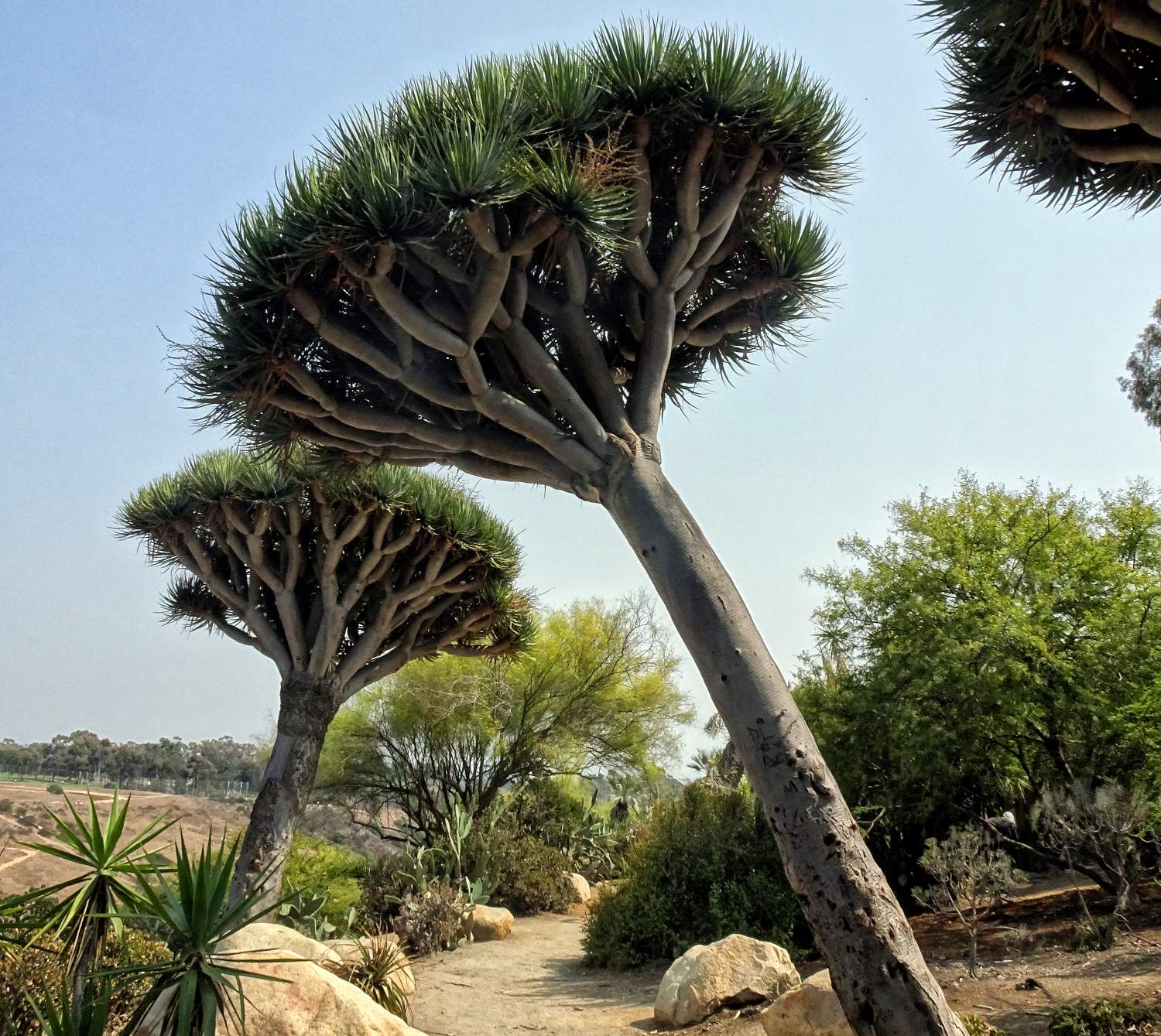 Solve Balboa Park - Baja Gardens - "Tipsy" Dragon Trees jigsaw puzzle ...
