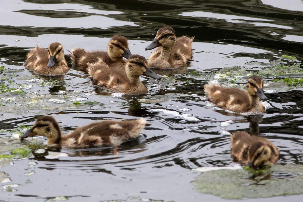 Jigsaw Puzzle | Mallard Ducklings, Lagoon Trail, Del Mar, California ...