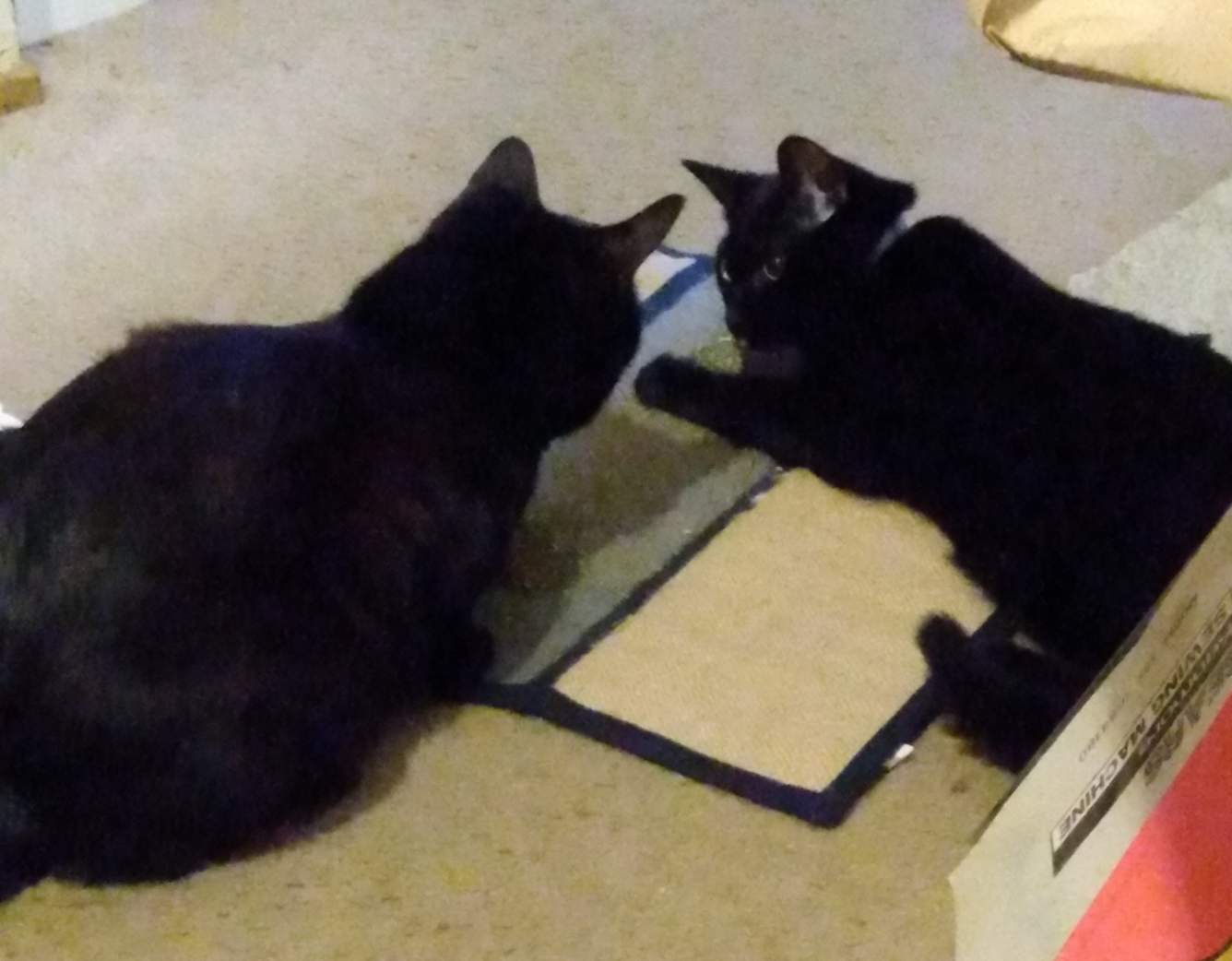 Solve A Young Cat Experiencing Catnip for the First Time jigsaw puzzle online with 35 pieces