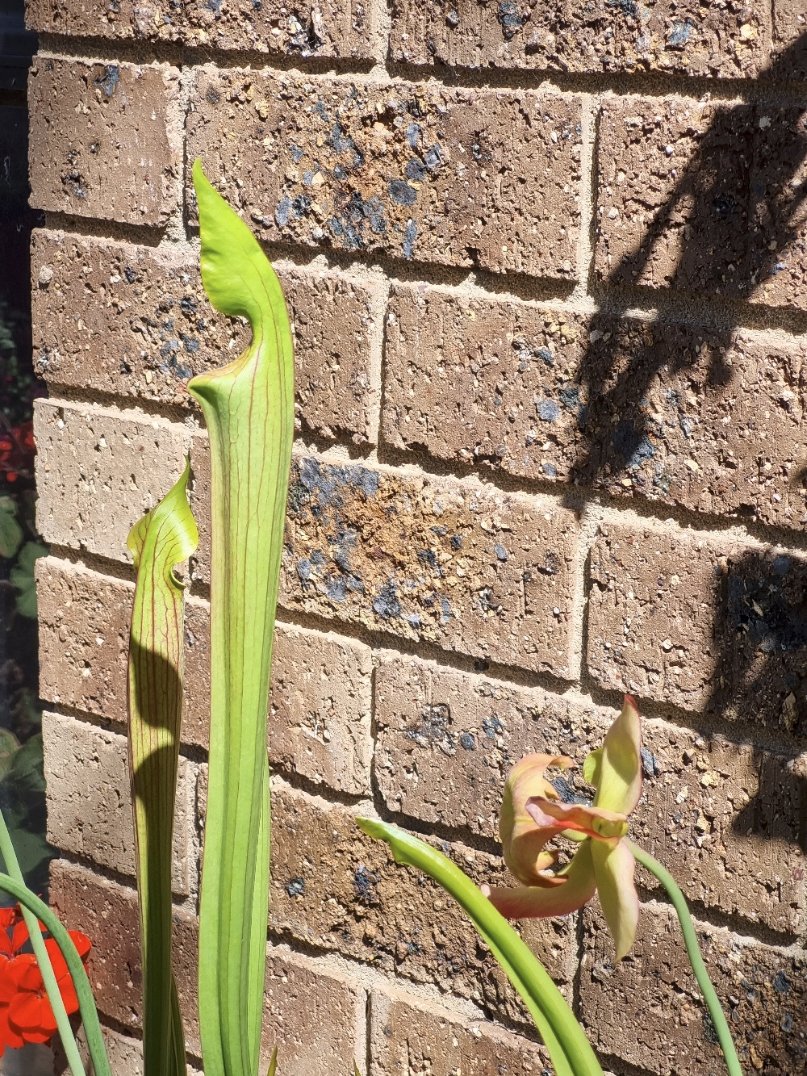 Solve Over Two Feet Tall jigsaw puzzle online with 48 pieces