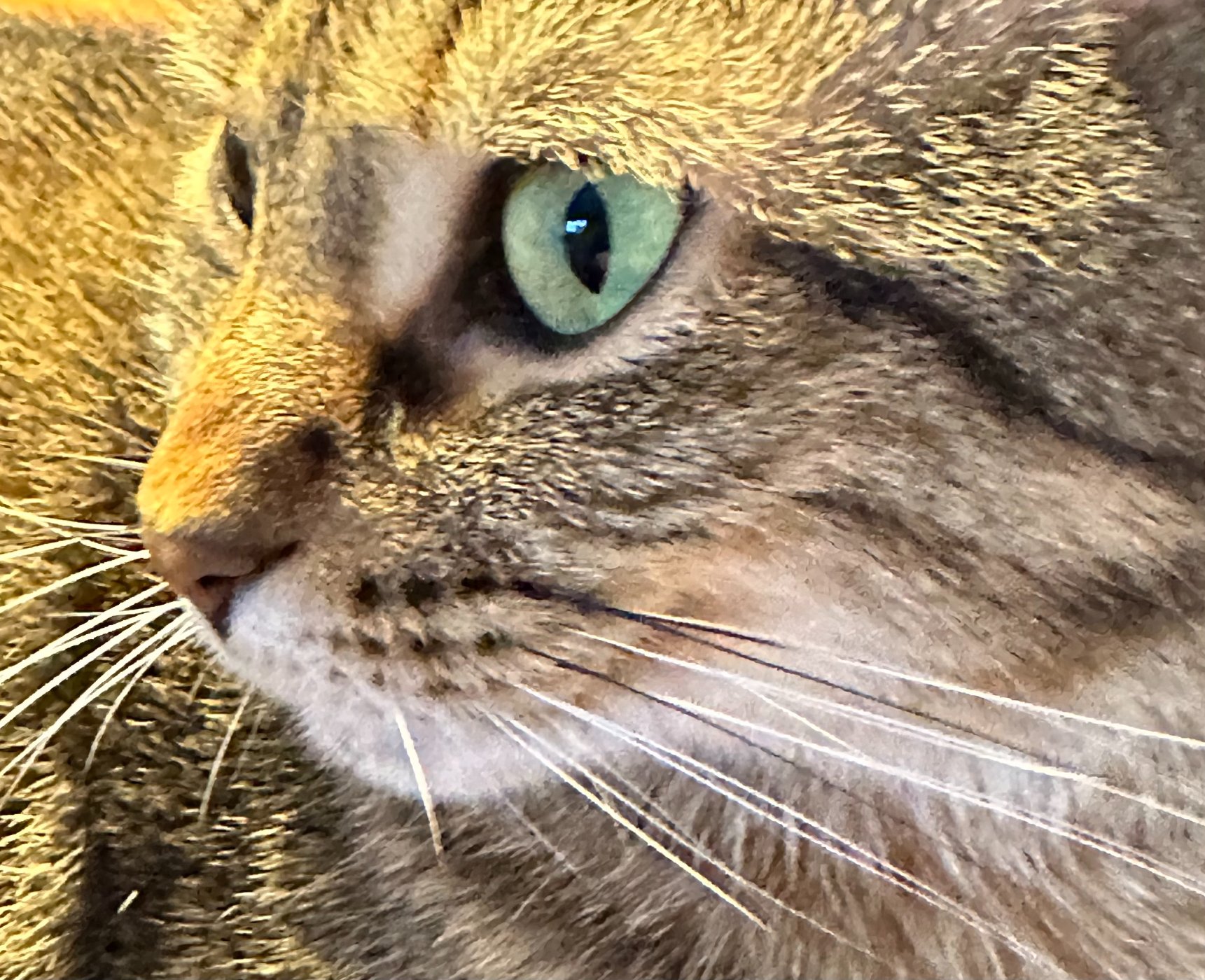 Solve Pippa Watching Birds in a Bird Bath Video jigsaw puzzle online ...